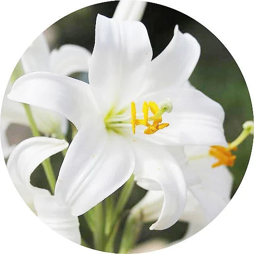 Perfumes con nota de azucena (lirio blanco) en Costa Rica – Aromática CR