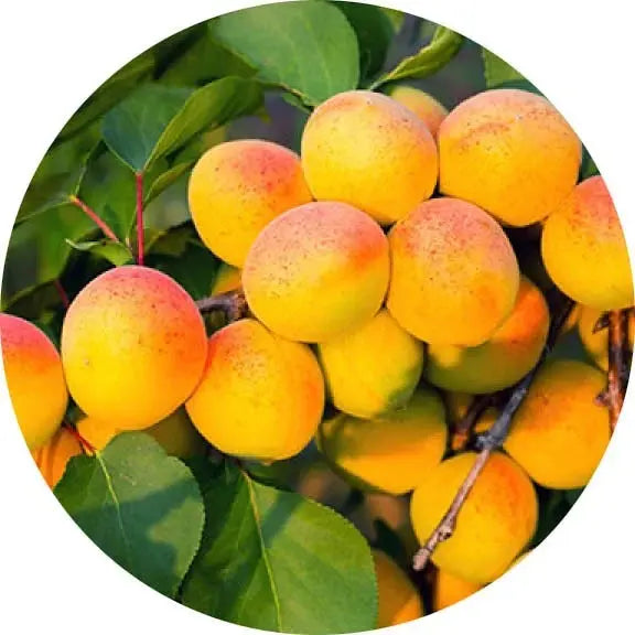 Chabacano – Aromática CR
