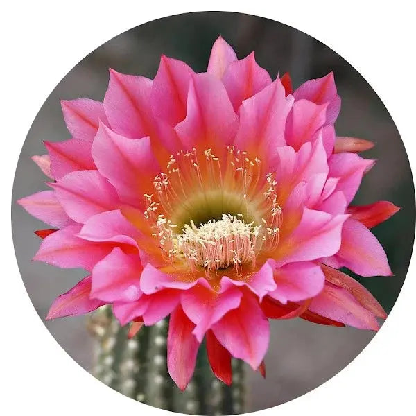 Perfumes con nota de flor de cactus en Costa Rica – Aromática CR