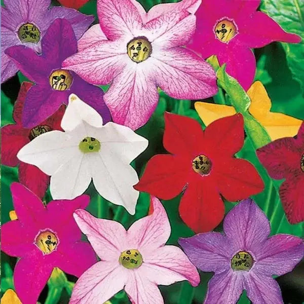 Perfumes con nota floral de tabaco en Costa Rica – Aromática CR