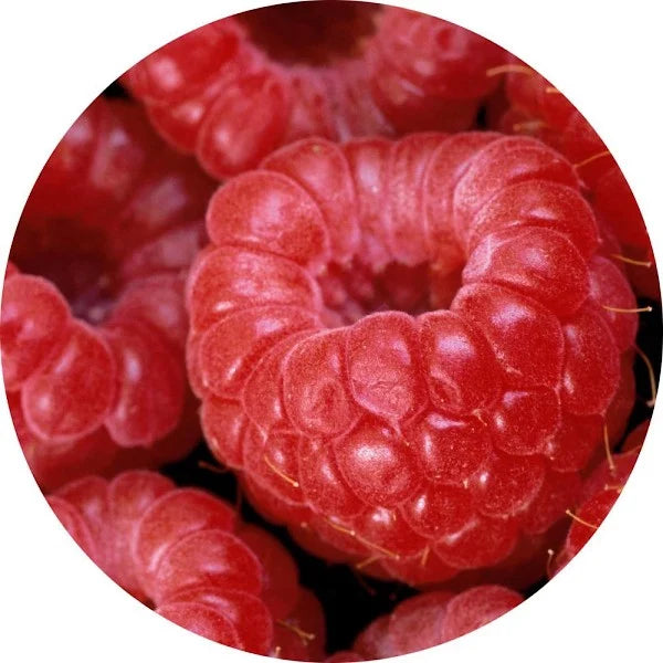 Perfumes con nota de frambuesa en Costa Rica – Aromática CR