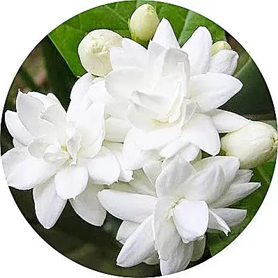 Perfumes con nota de hediona en Costa Rica – Aromática CR