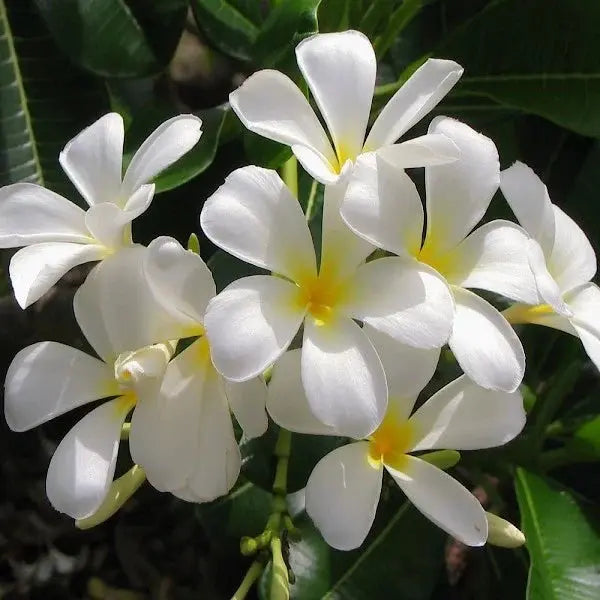 Perfumes con nota de jazmín egipcio en Costa Rica – Aromática CR