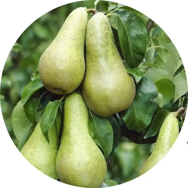 Perfumes con nota de pera en Costa Rica – Aromática CR